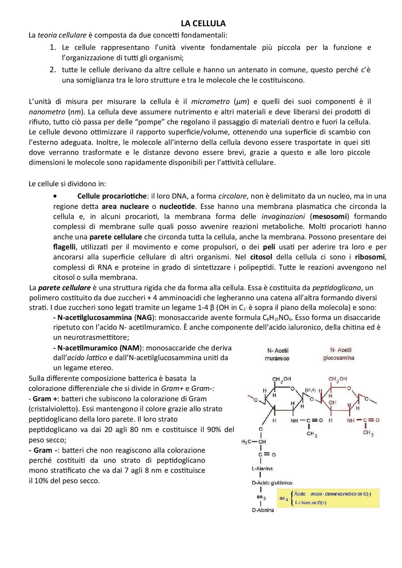 Descrizione Della Cellula E I Suoi Organelli Docsity