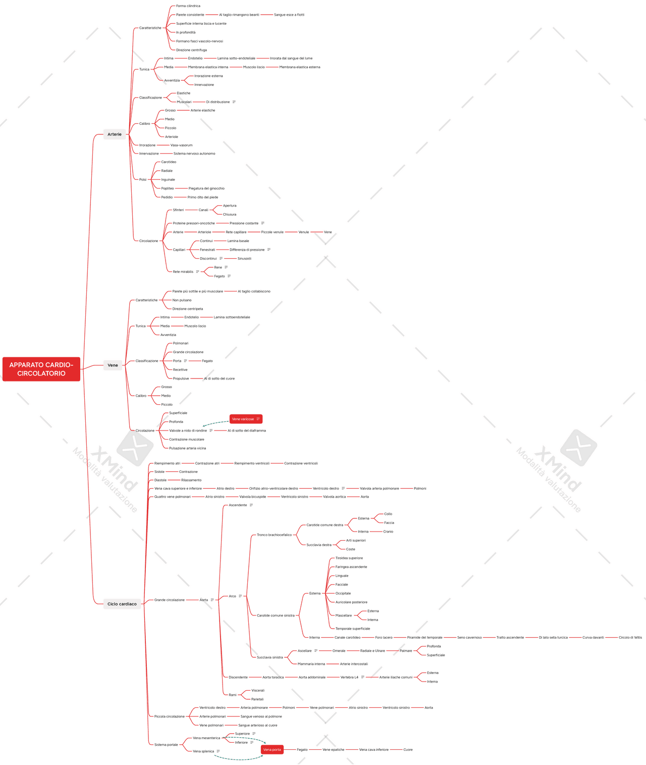 Schema Apparato Cardiocircolatorio Docsity