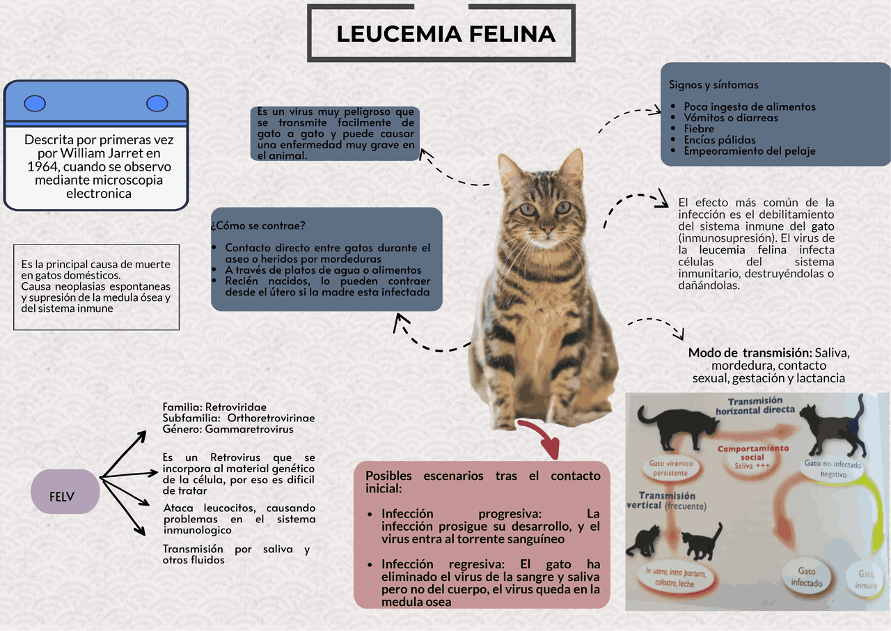 Historia natural de la Leucemia felina - Docsity