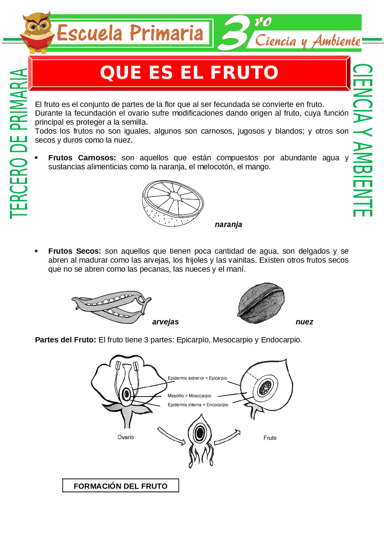 El fruto y sus partes | Resúmenes de Ciencias de la Tierra y del Medio ...