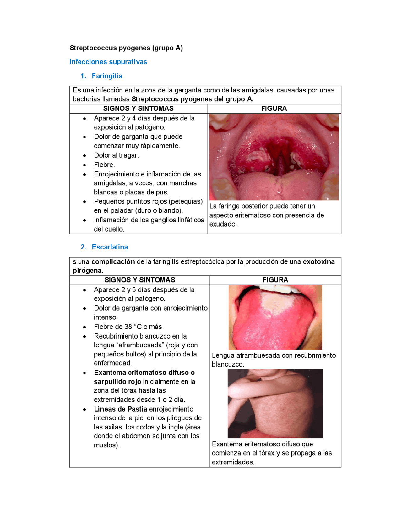 Streptococcus Pyogenes Docsity