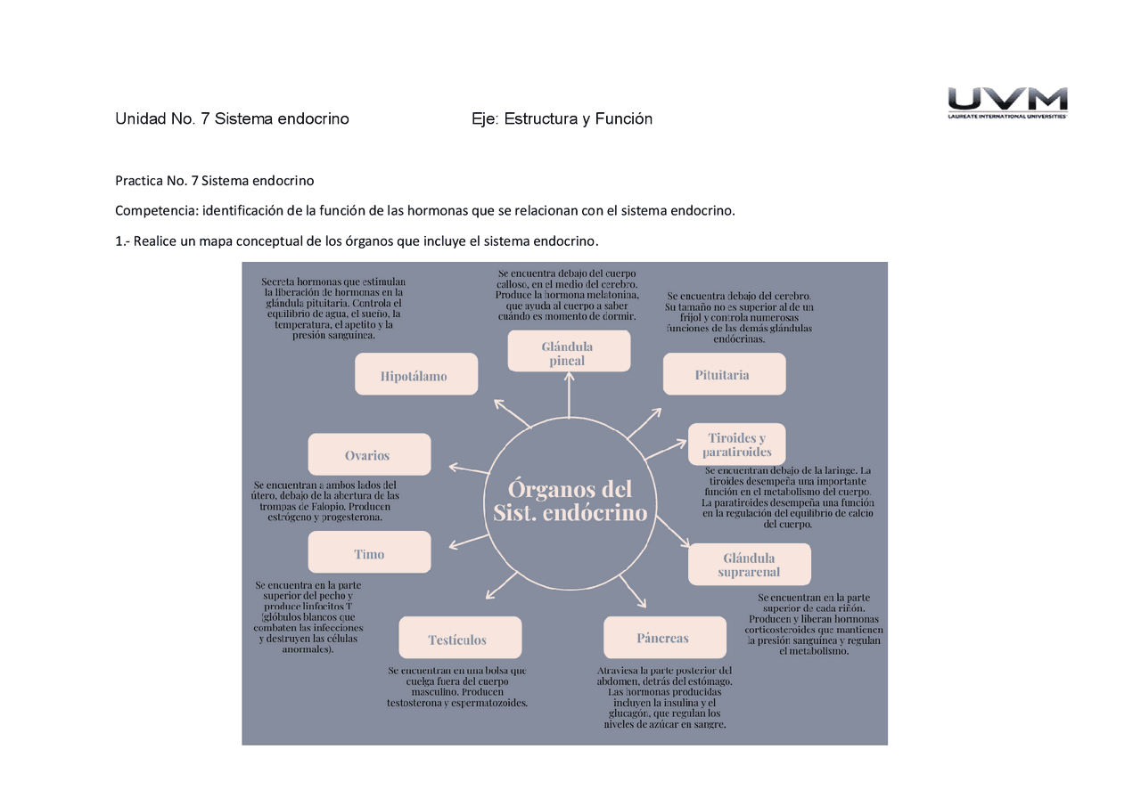 Mapa Conceptual Del Sistema Endocrino Mapa Mental Sistema