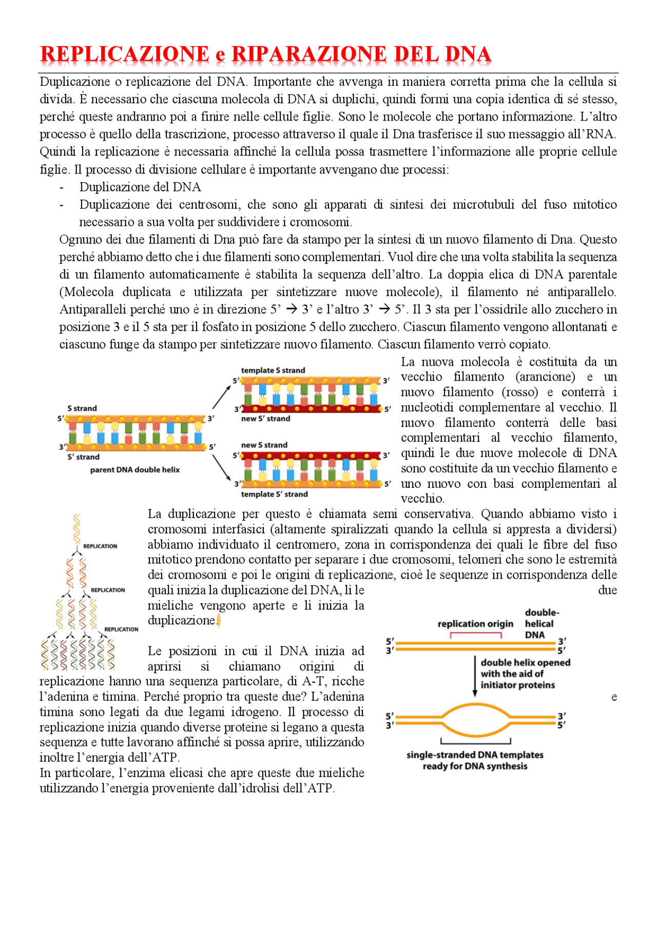 Replicazione E Riparazione Del Dna Docsity