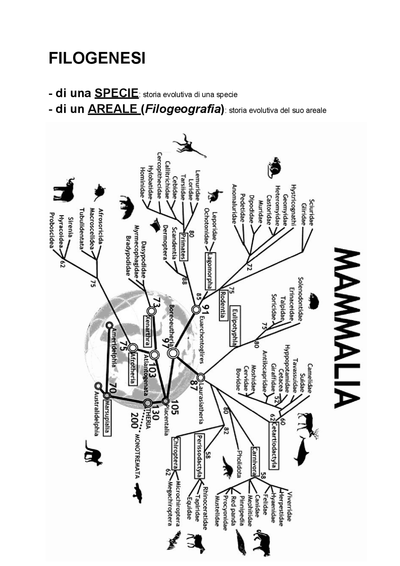 Albero Filogenetico Degli Esseri Umani Definizione Dell'albero
