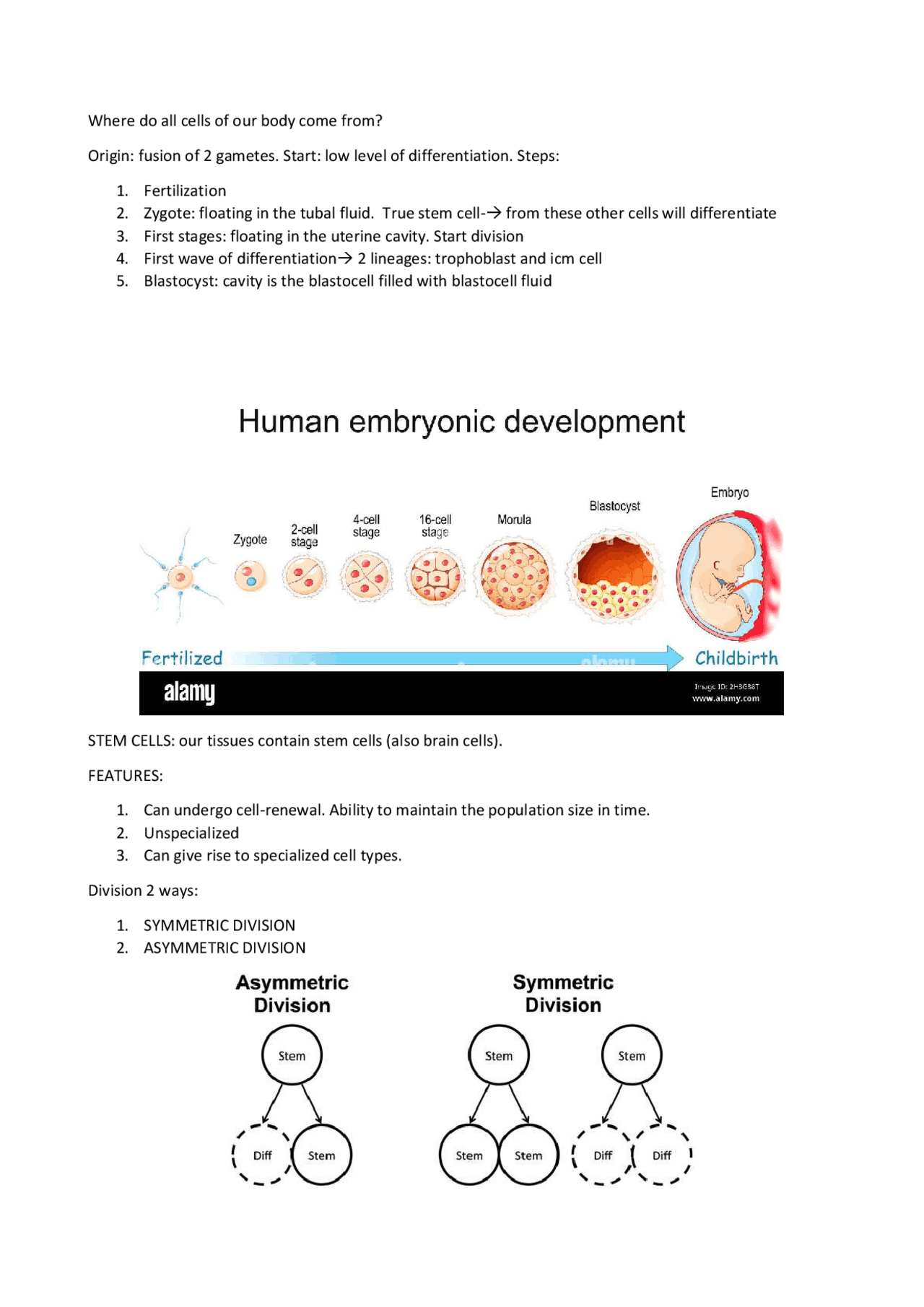 Cellule Staminalistem Cells Docsity