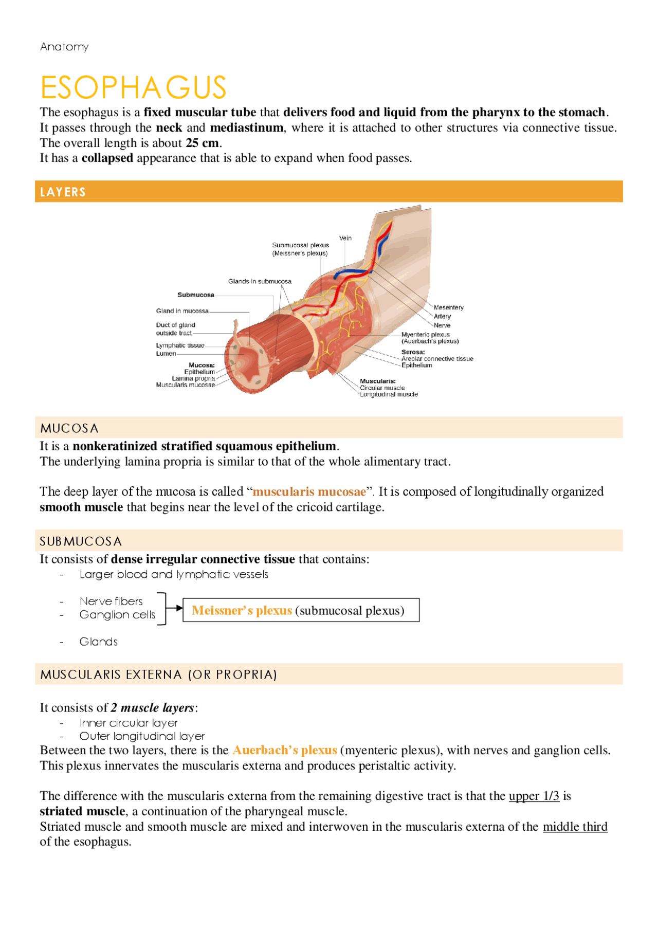 Anatomia dell'Esofago - Docsity