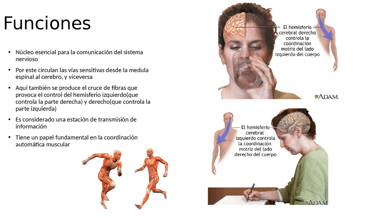 Funciones del Puente de Varolio | Diapositivas de Neurobiología | Docsity