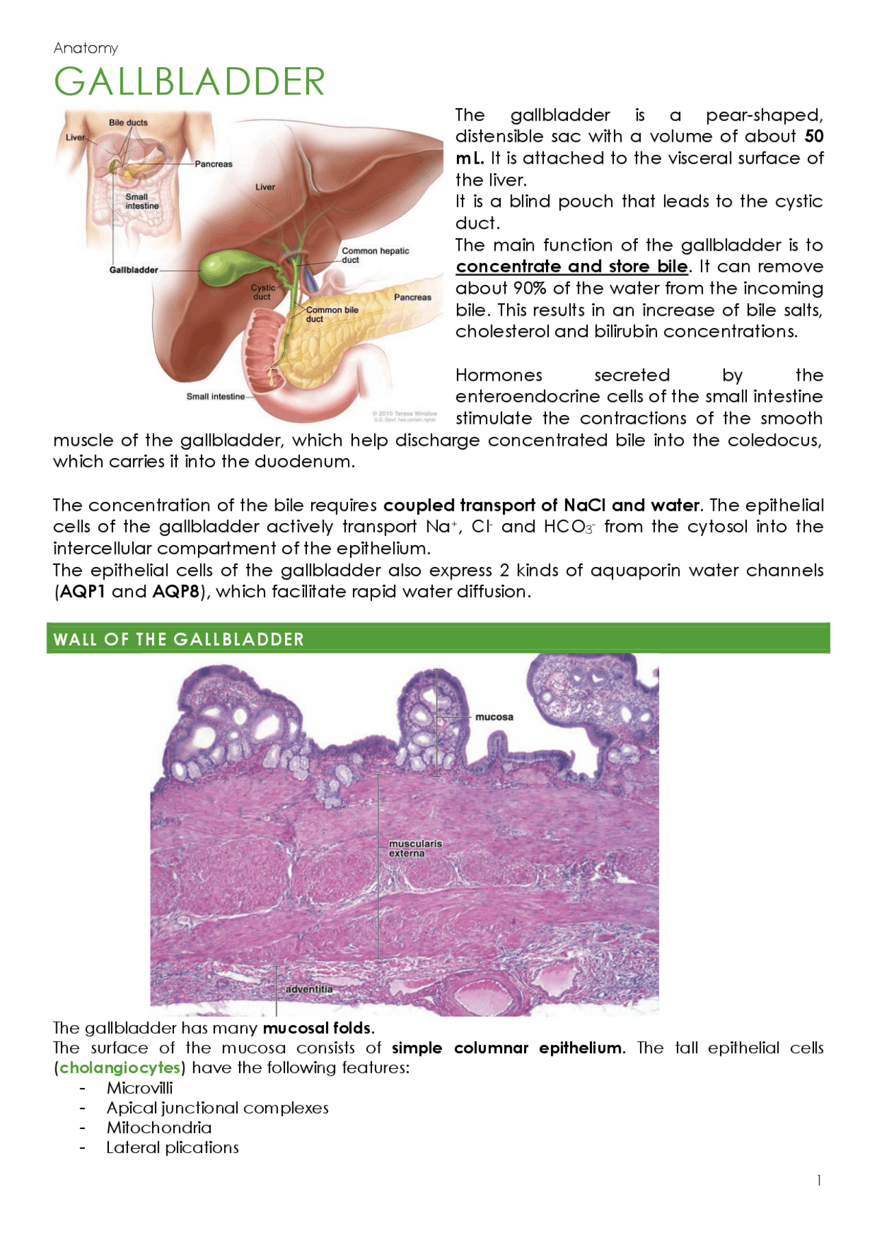 Anatomia della Cistifellea/Colecisti | Dispense di Anatomia | Docsity