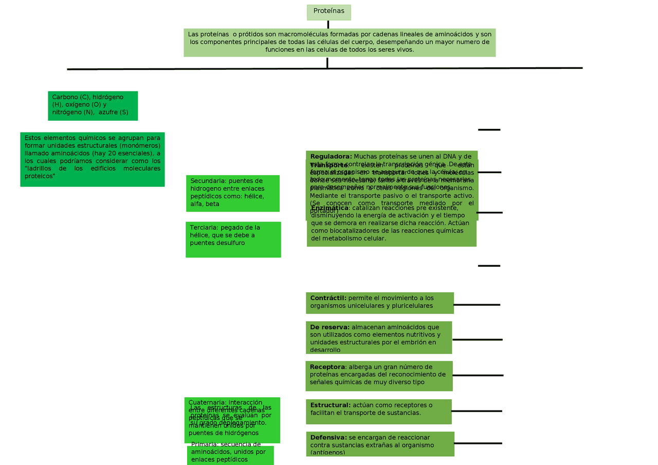 Mapa conceptual proteinas | Esquemas y mapas conceptuales de Biología - Docsity