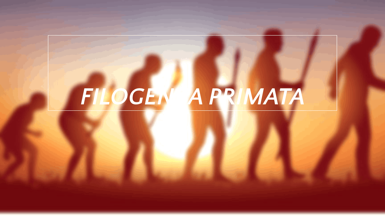Filogenija primata prezentacija | Slajdovi' predlog Biologija - Docsity