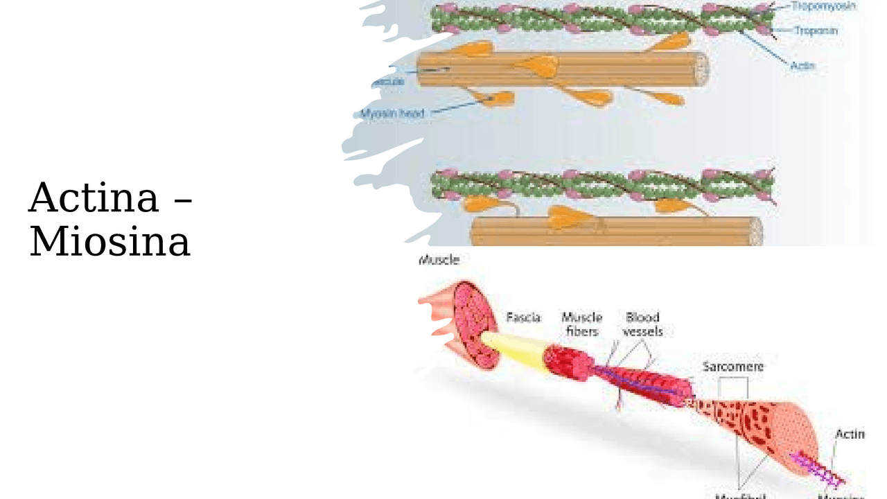 Ppt actina e miosina - Docsity