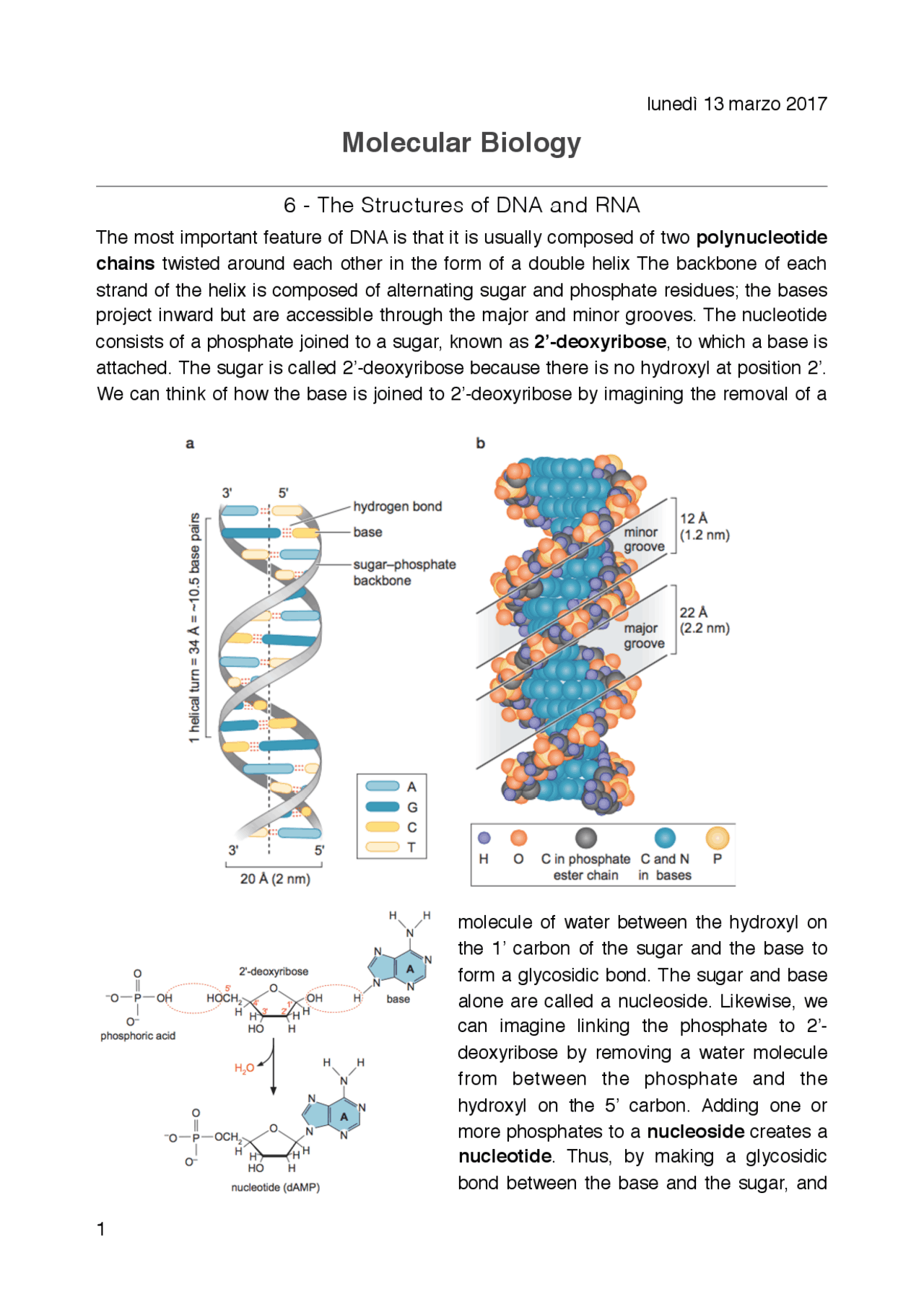 Dna And Rna Structure Docsity