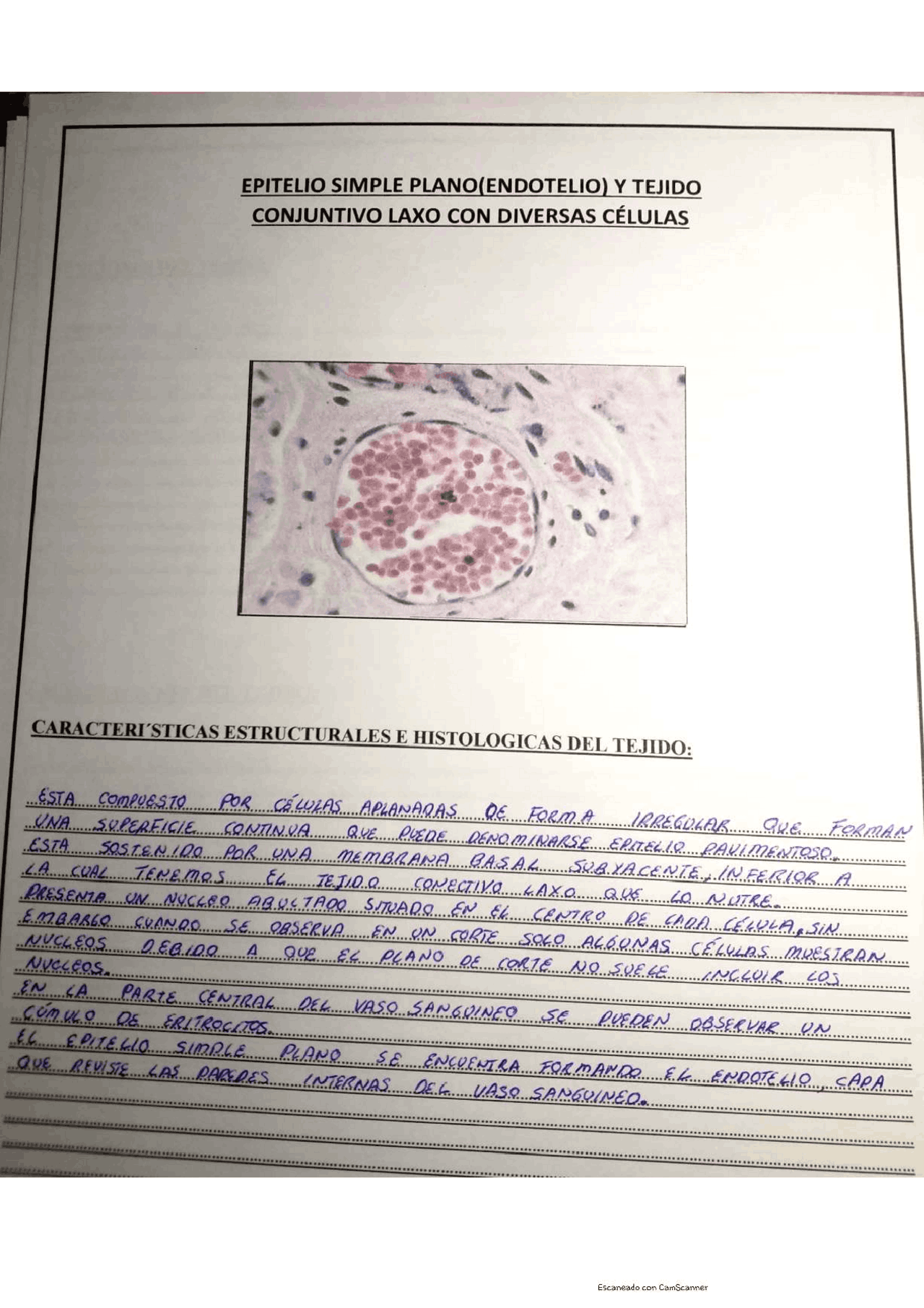 Laminas Histologicas Descripciones Docsity