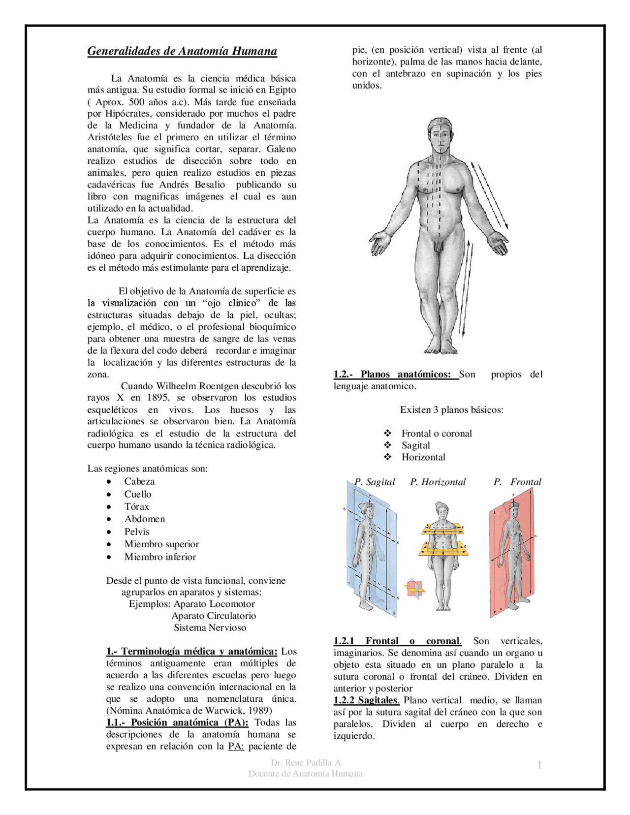 Generalidades De La Anatomía Apuntes De Anatomía Docsity