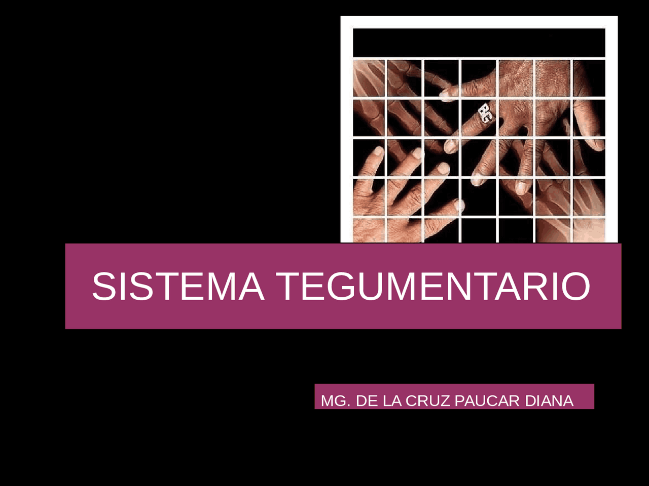 Anatomia Del Sistema Tegumentario Diapositivas De Anatomía Docsity