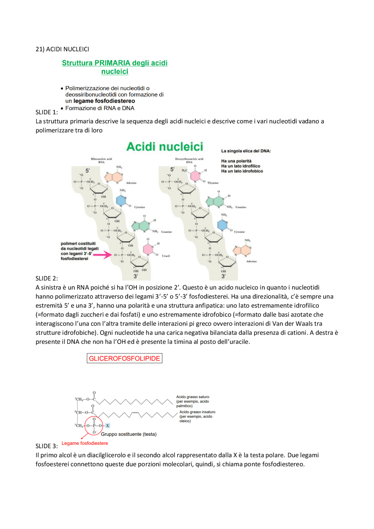Esempi Di Acidi Nucleici