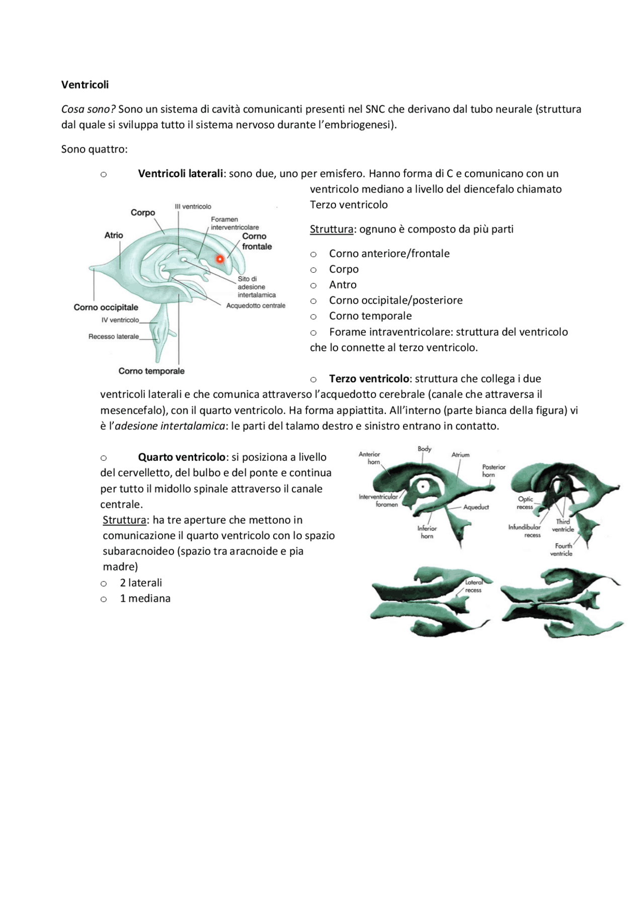 Elementi Di Neuroanatomia Dispense Di Neuroanatomia Docsity