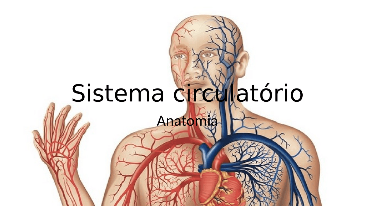 Sistema Circulatorio Diapositivas Anatomía Docsity