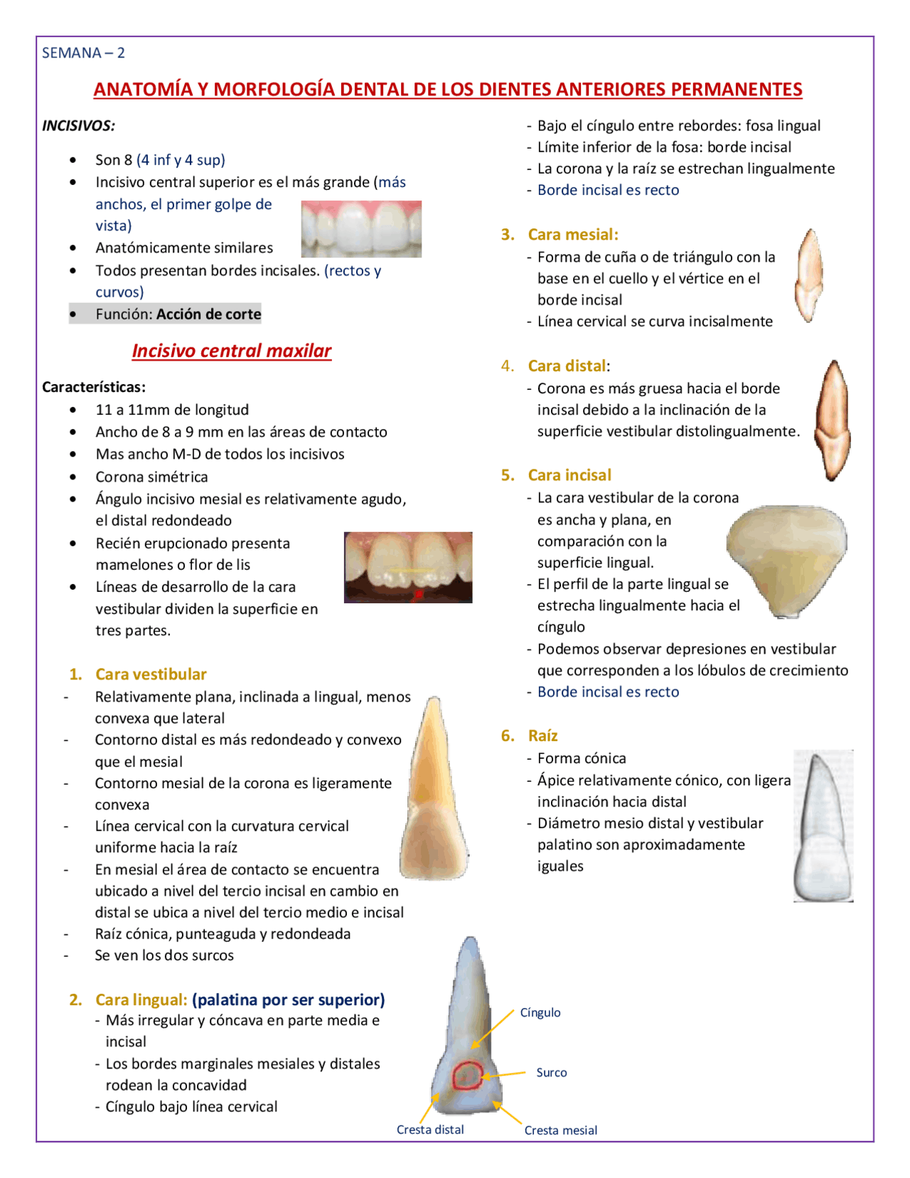 Anatomía Dental Del Incisivo Central Maxilar Anatomía Dental General