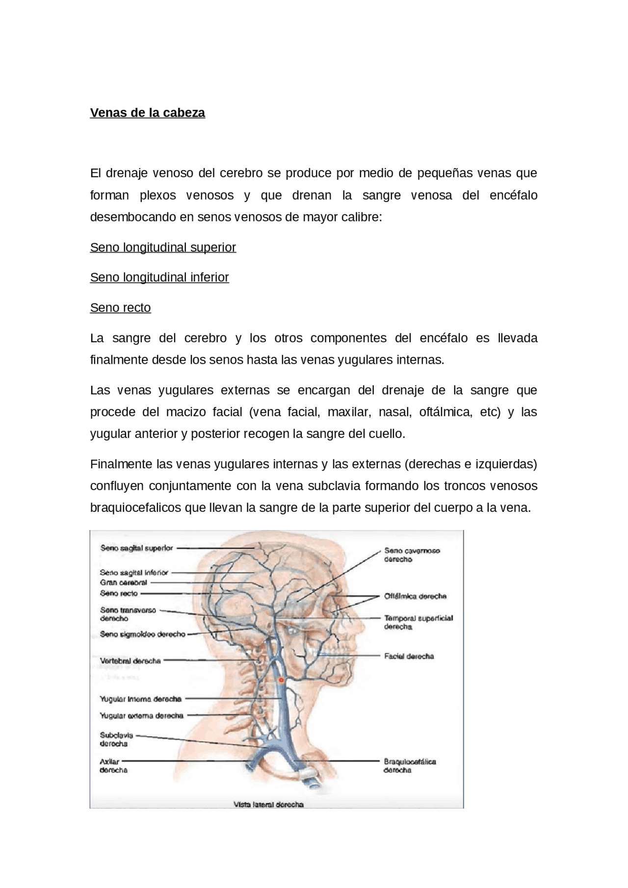VENAS DE LA CABEZA Y CUELLO | Resúmenes de Anatomía | Docsity