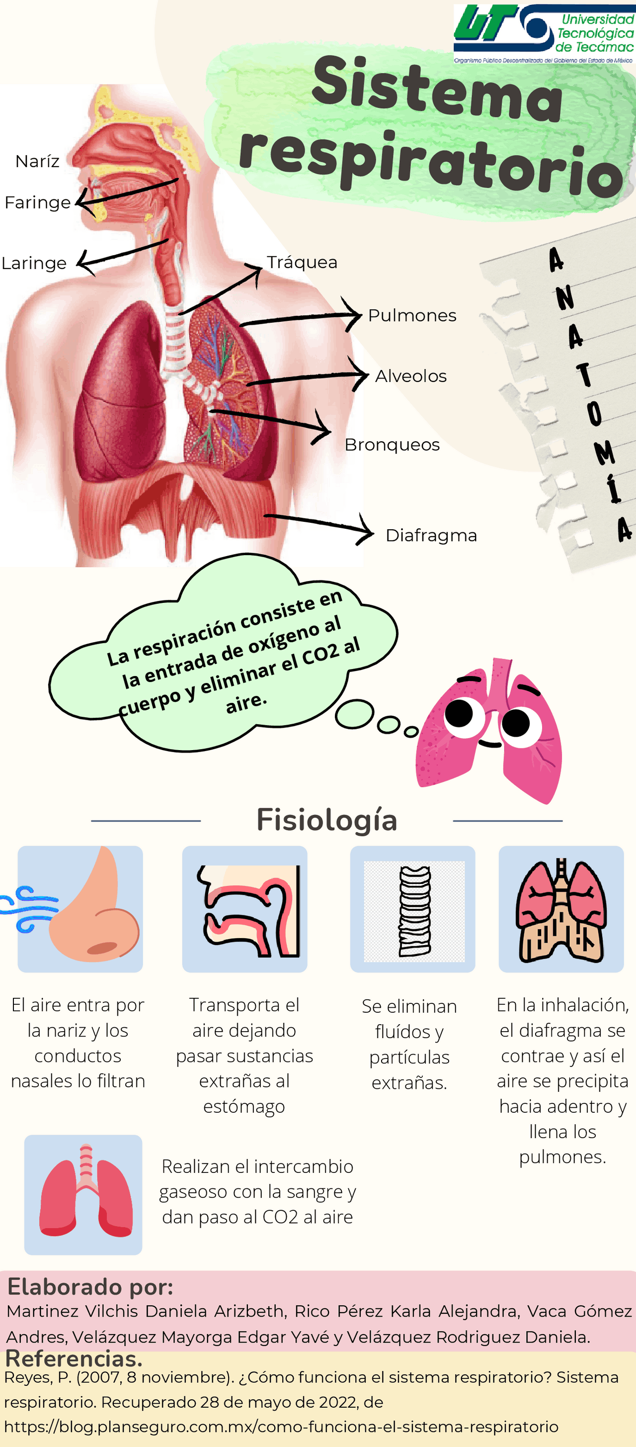 Sistema Respiratorio Docsity