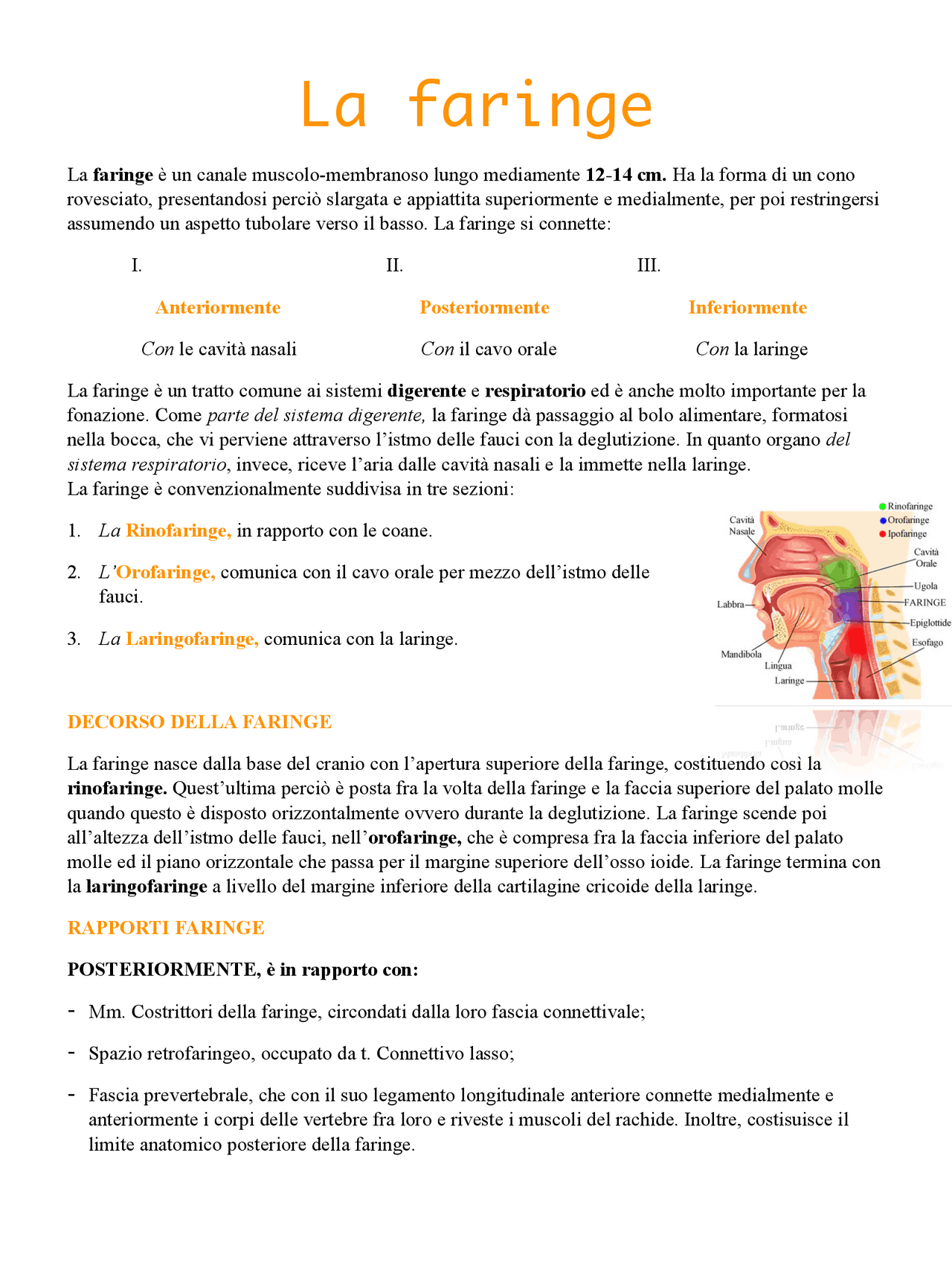 Faringe e caratteristiche principali - Docsity