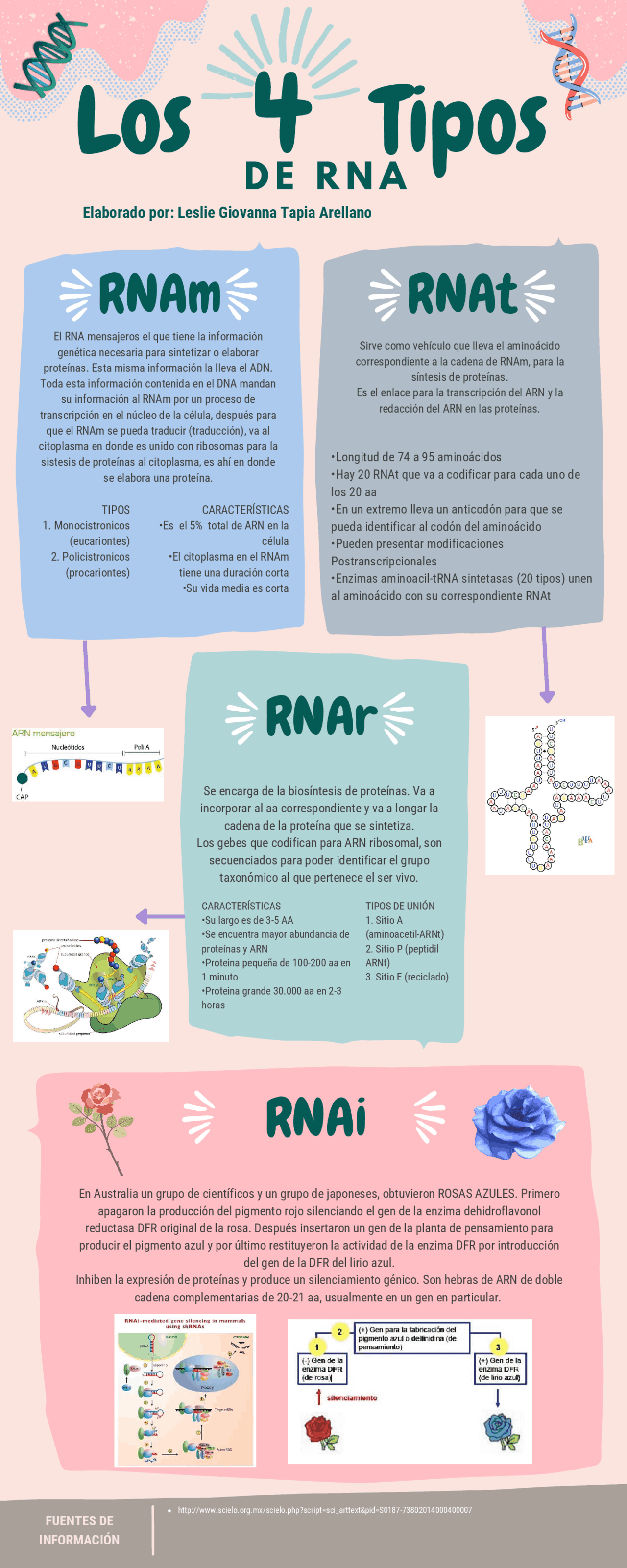 Infografía de los tipos de RNA's (ácidos nucleicos) | Guías, Proyectos ...