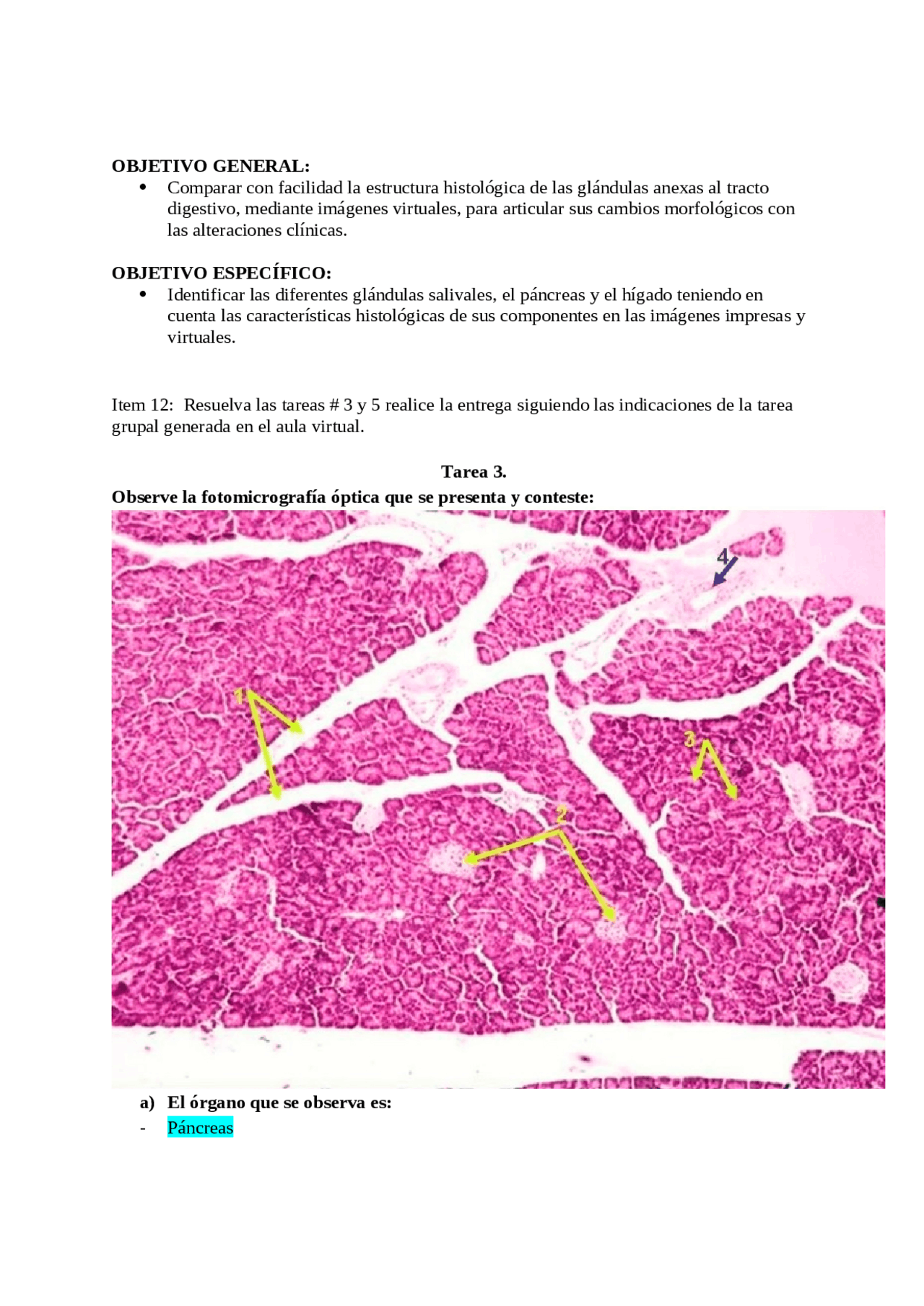 Identificación De Laminas Histológicas Docsity