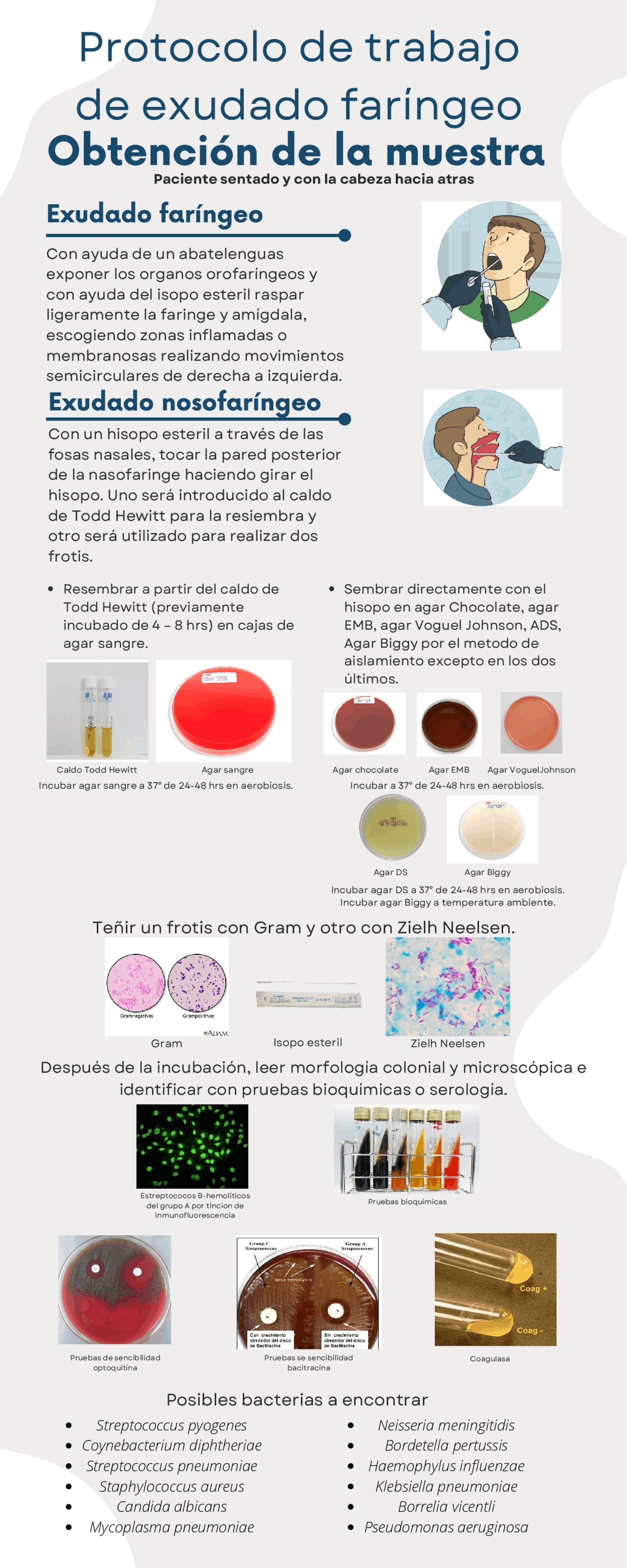 Protocolos De Laboratorio Monografías Ensayos De Microbiología Docsity