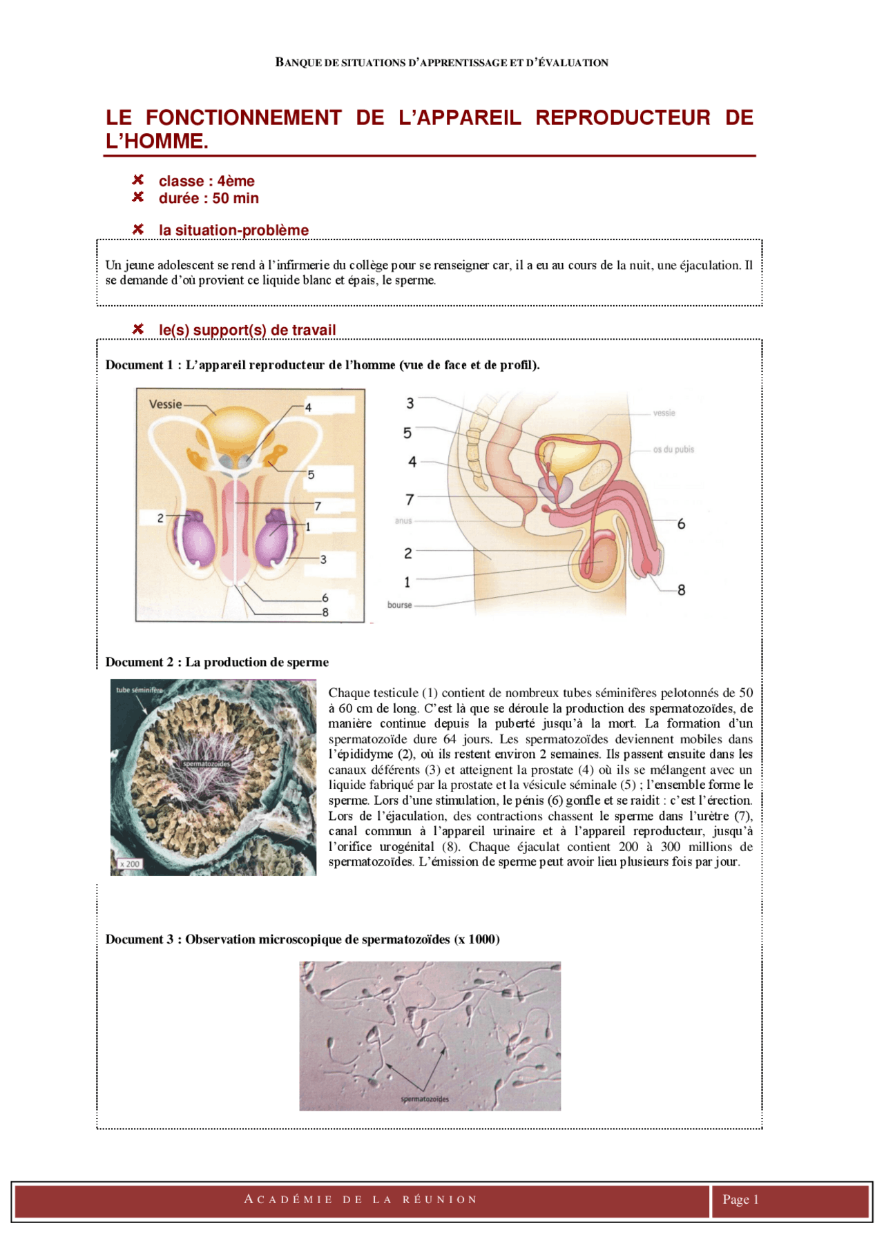 LE FONCTIONNEMENT DE L'APPAREIL REPRODUCTEUR ... | Résumés Anatomie ...