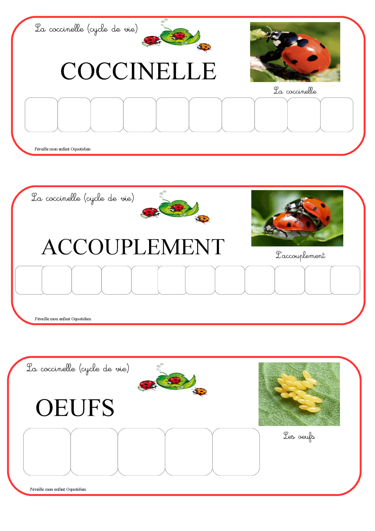 FICHIER COCCINELLE.pdf | Examens Anatomie | Docsity