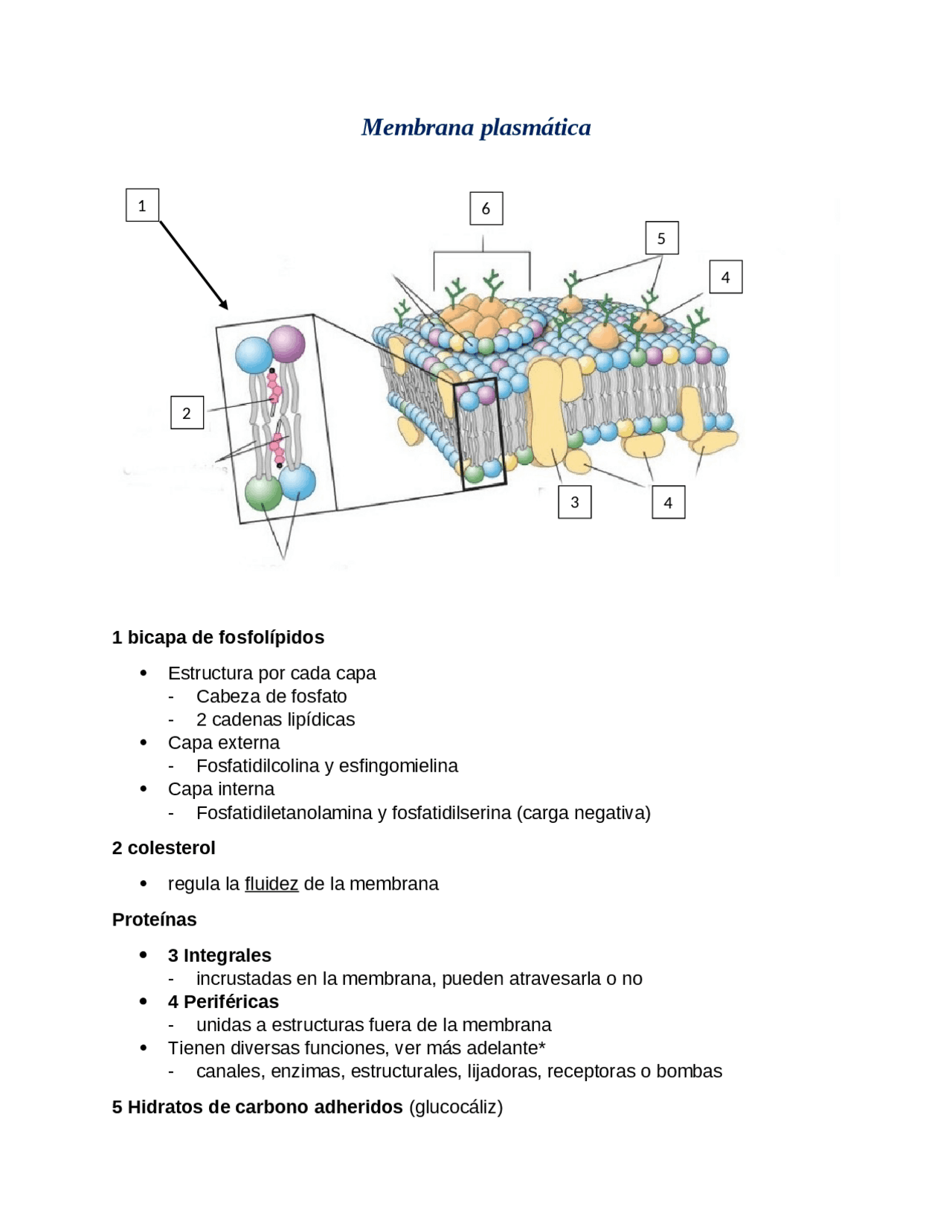 Membrana celular: estructuras y funcionamiento | Esquemas y mapas ...