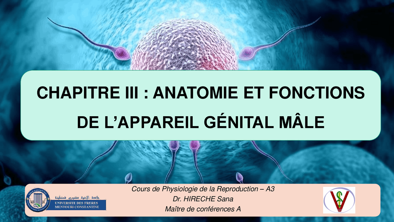 ANATOMIE ET FONCTIONS DE L'APPAREIL GÉNITAL MÂLE | Slides Anatomie ...