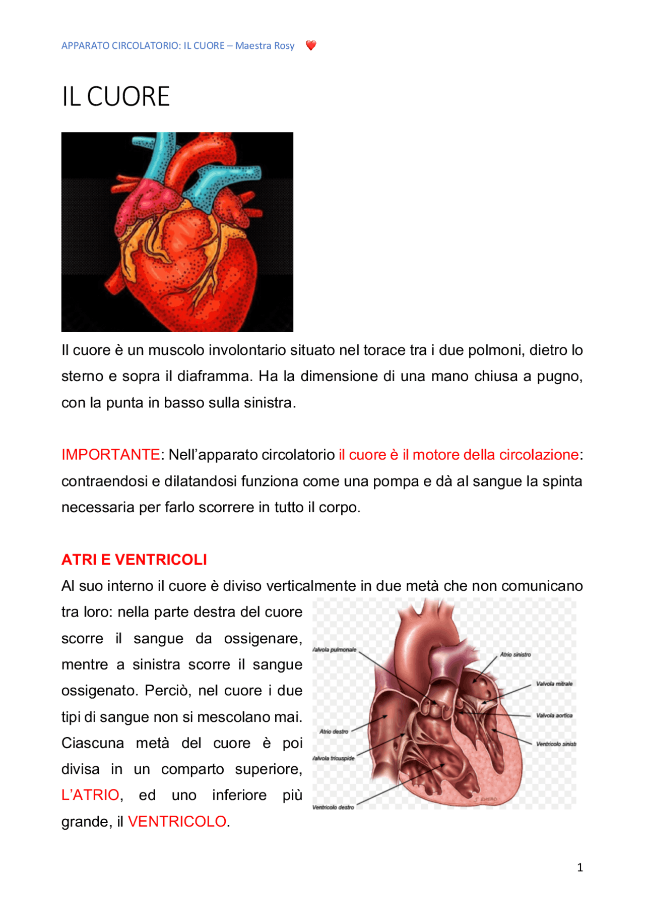 Il Cuore Apparato Circolatorio Appunti Di Biologia Docsity