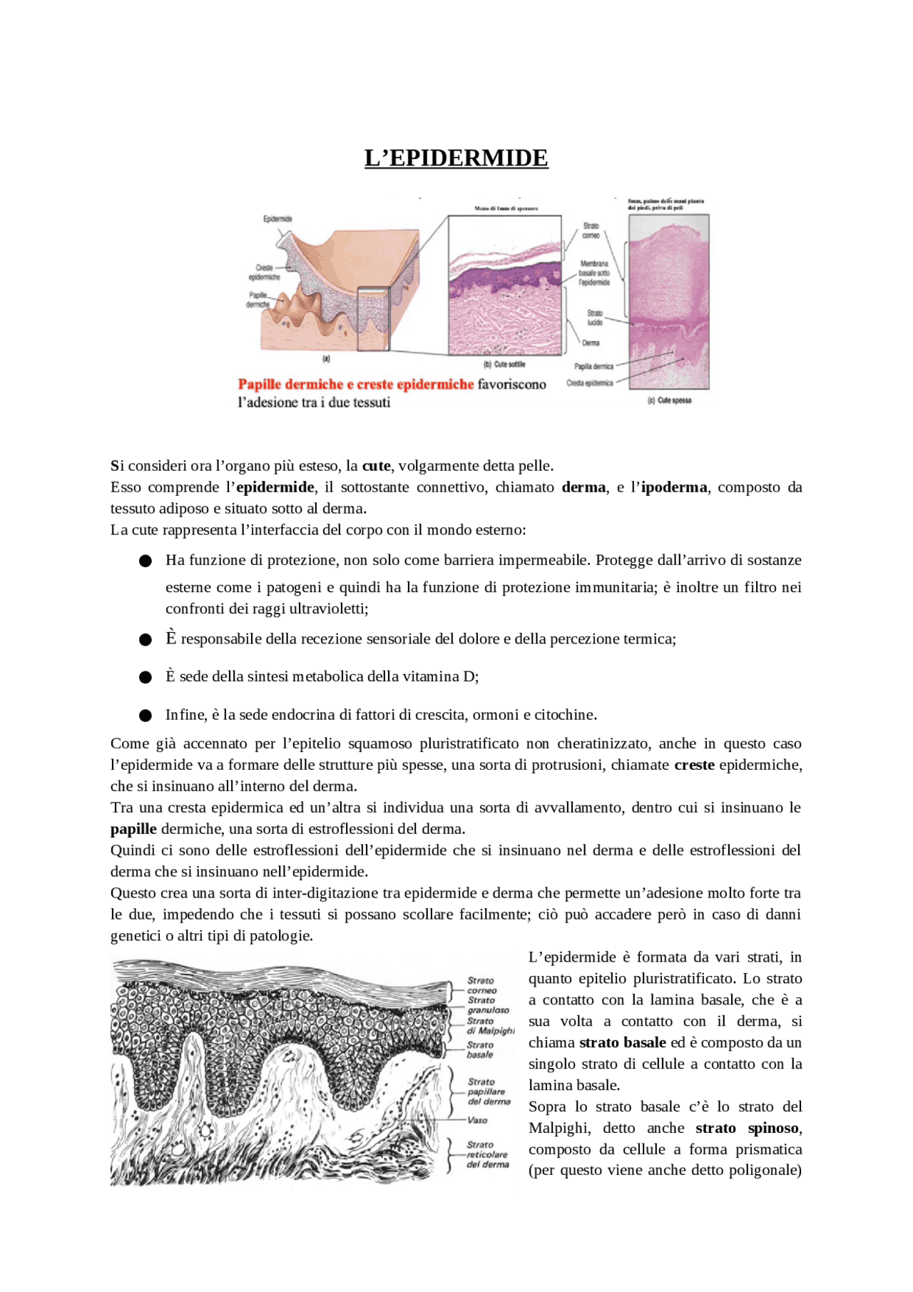Strati Dell'epidermide Istologia Foto Strati Dell'epidermide, Immagini