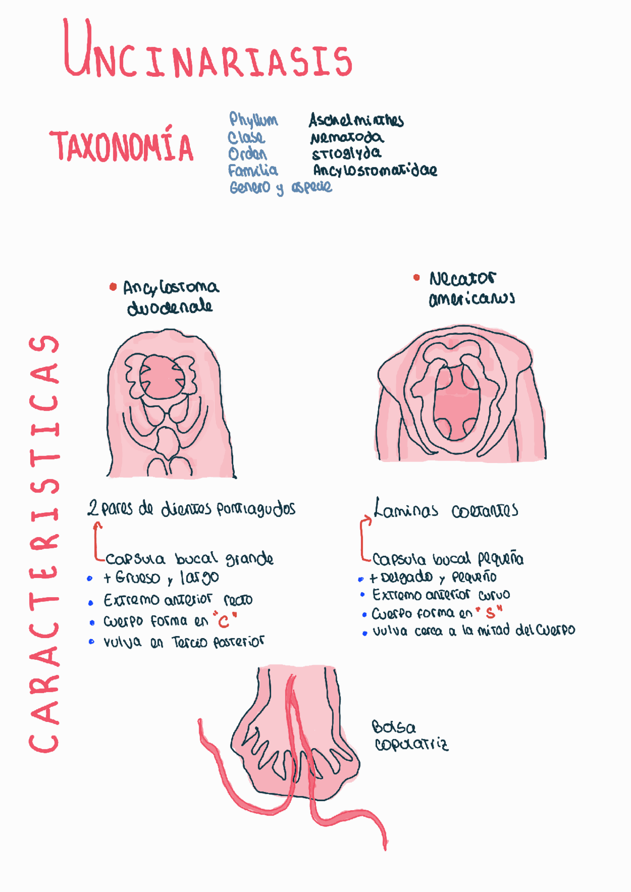 Practica Uncinariasis Apuntes De Parasitología Docsity
