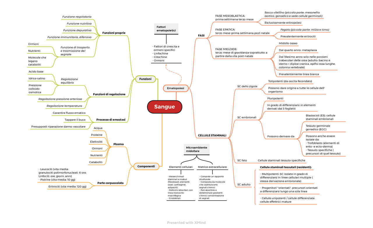 FISIOPATOLOGIA: SANGUE, EMOPOIESI, FERRO - schema completo e ...