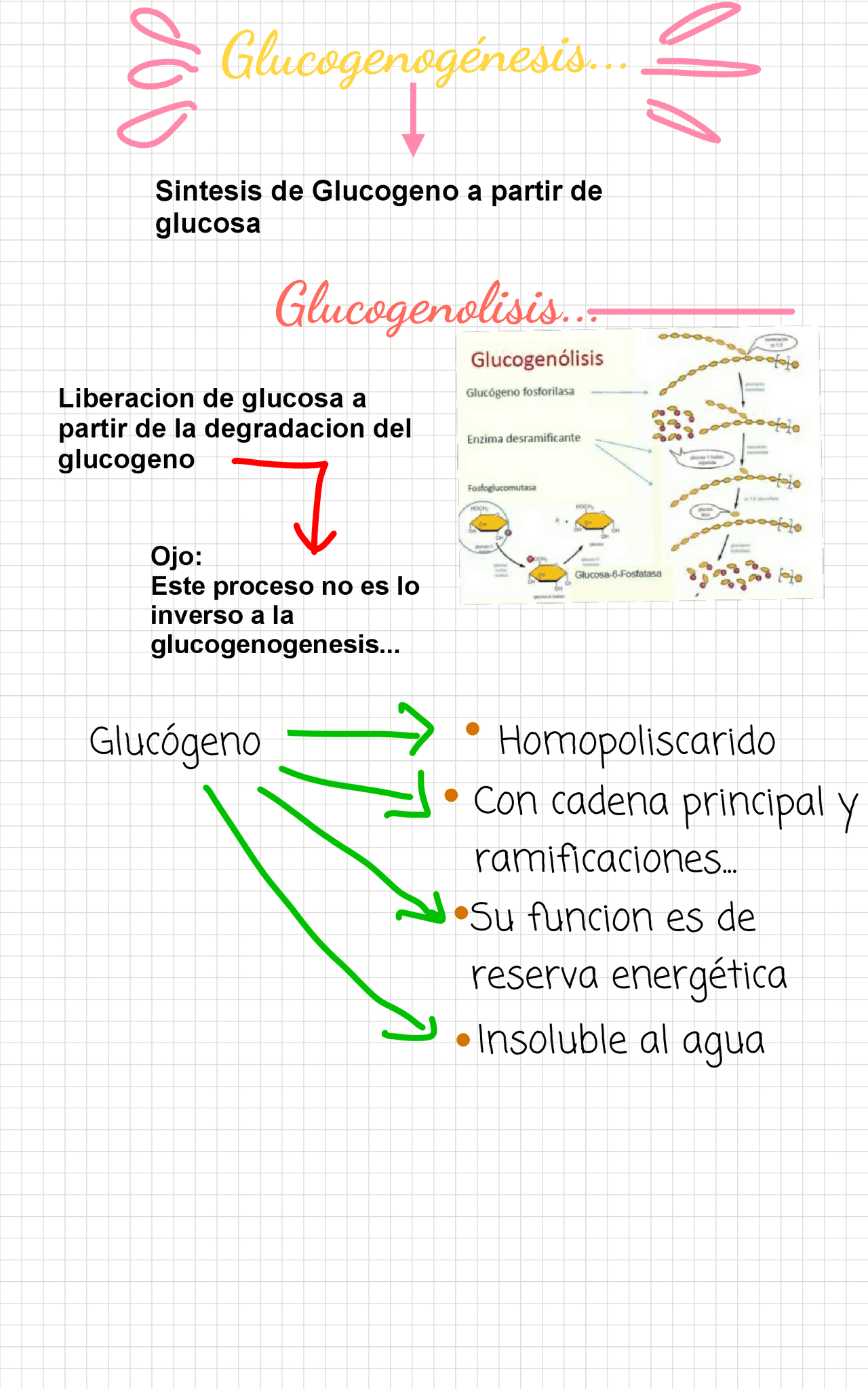 GLUCOGENOLISIS Y GLUCOGENOGENESIS | Esquemas y mapas conceptuales de ...