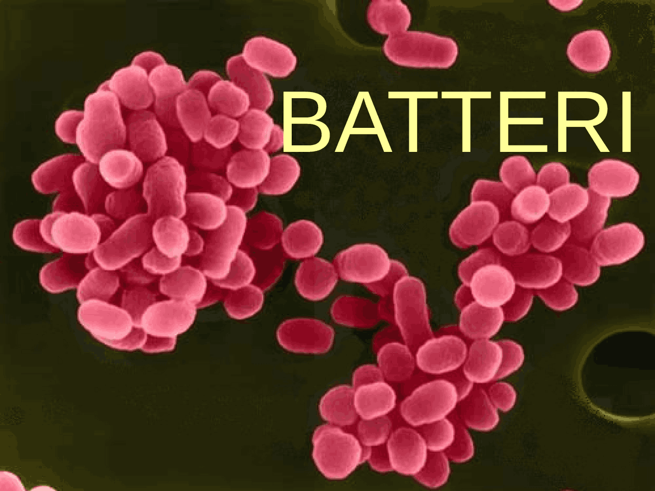 I batteri (microbiologia) | Slide di Biologia | Docsity