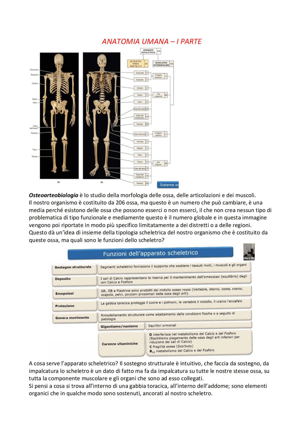Anatomia Umana I Parte Sbobinature Di Anatomia Docsity
