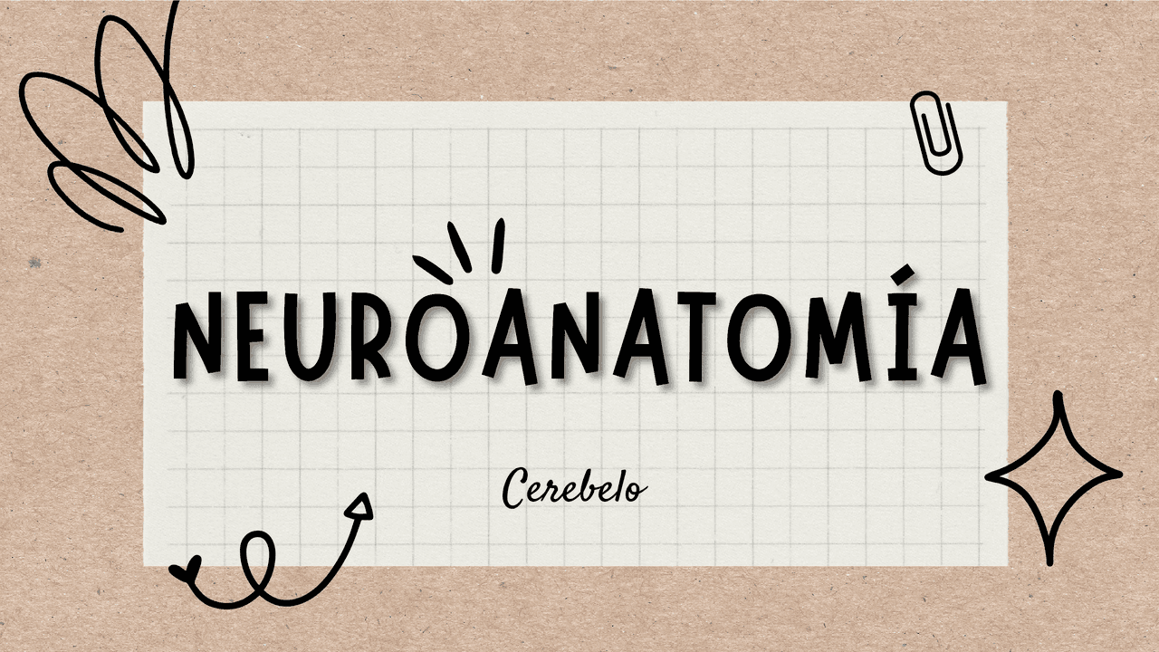NeuroanatomÍa Cerebelo Resúmenes De Neuroanatomía Docsity