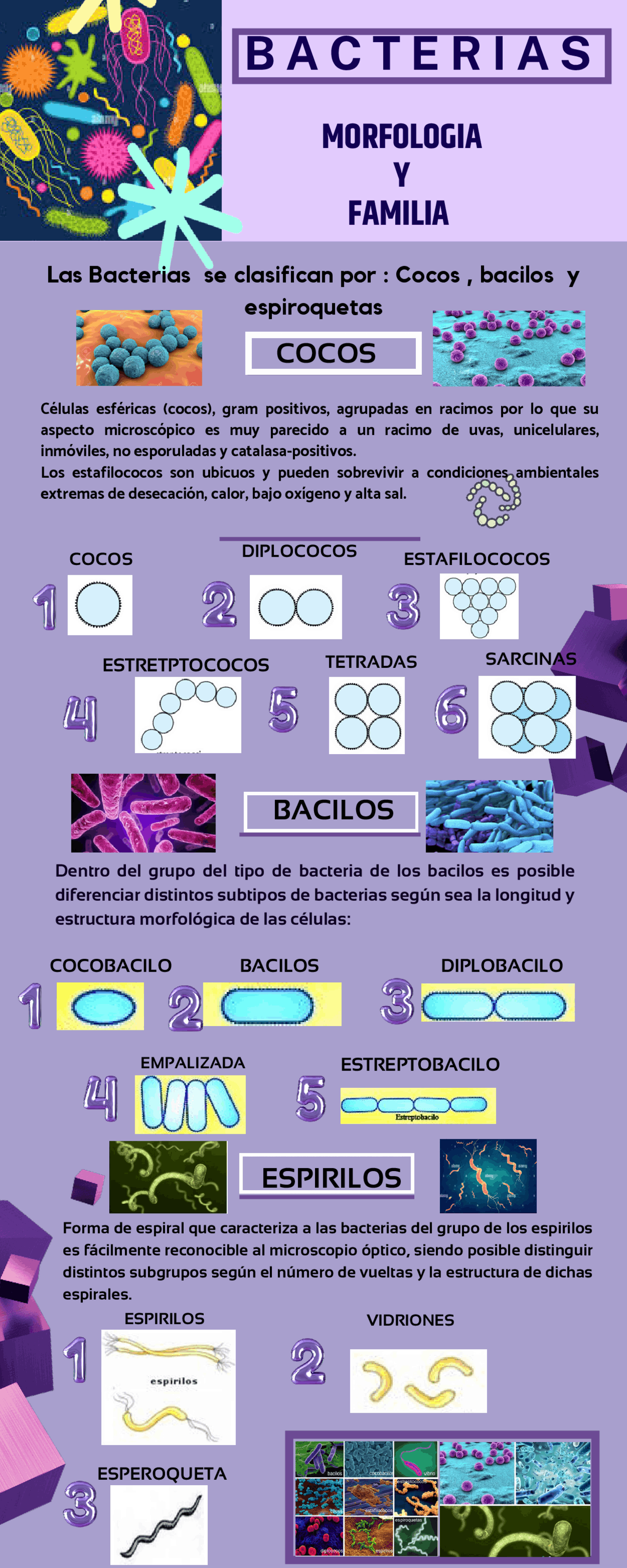 Las Bacterias se clasifican por : Cocos , bacilos y espiroquetas ...