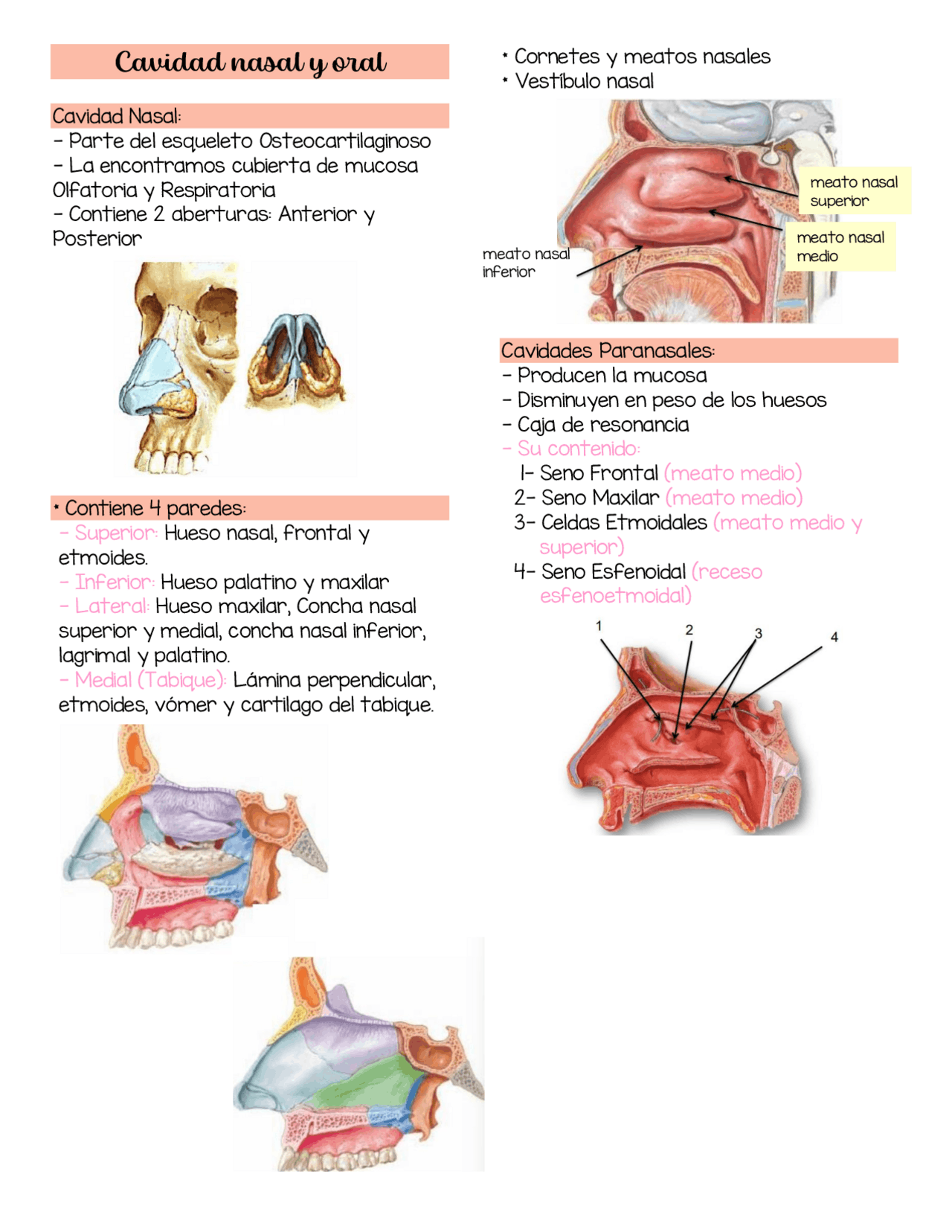 Anatomía Del Vestíbulo Nasal APARATO RESPIRATORIO