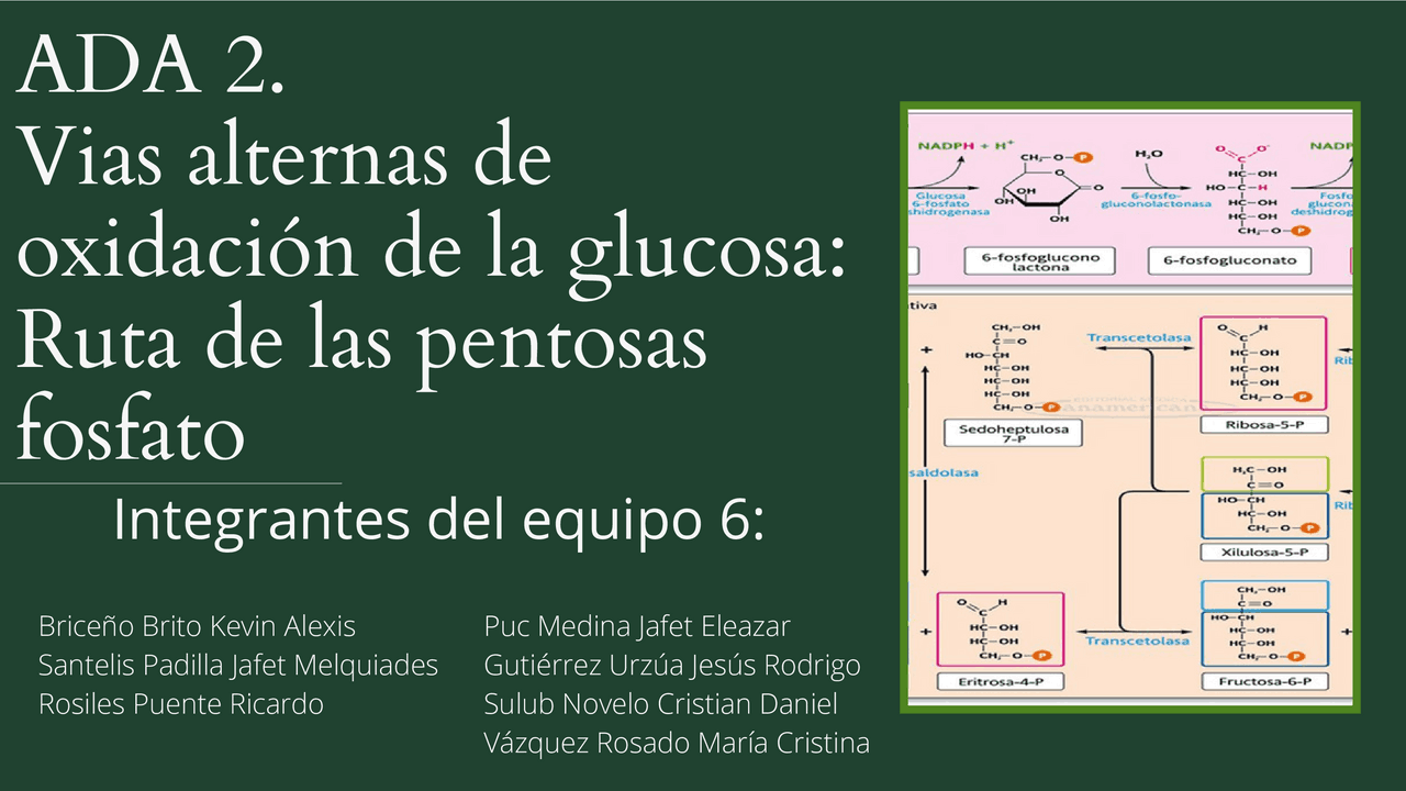 Vía De Las Pentosas Fosfato Fase Oxidativa