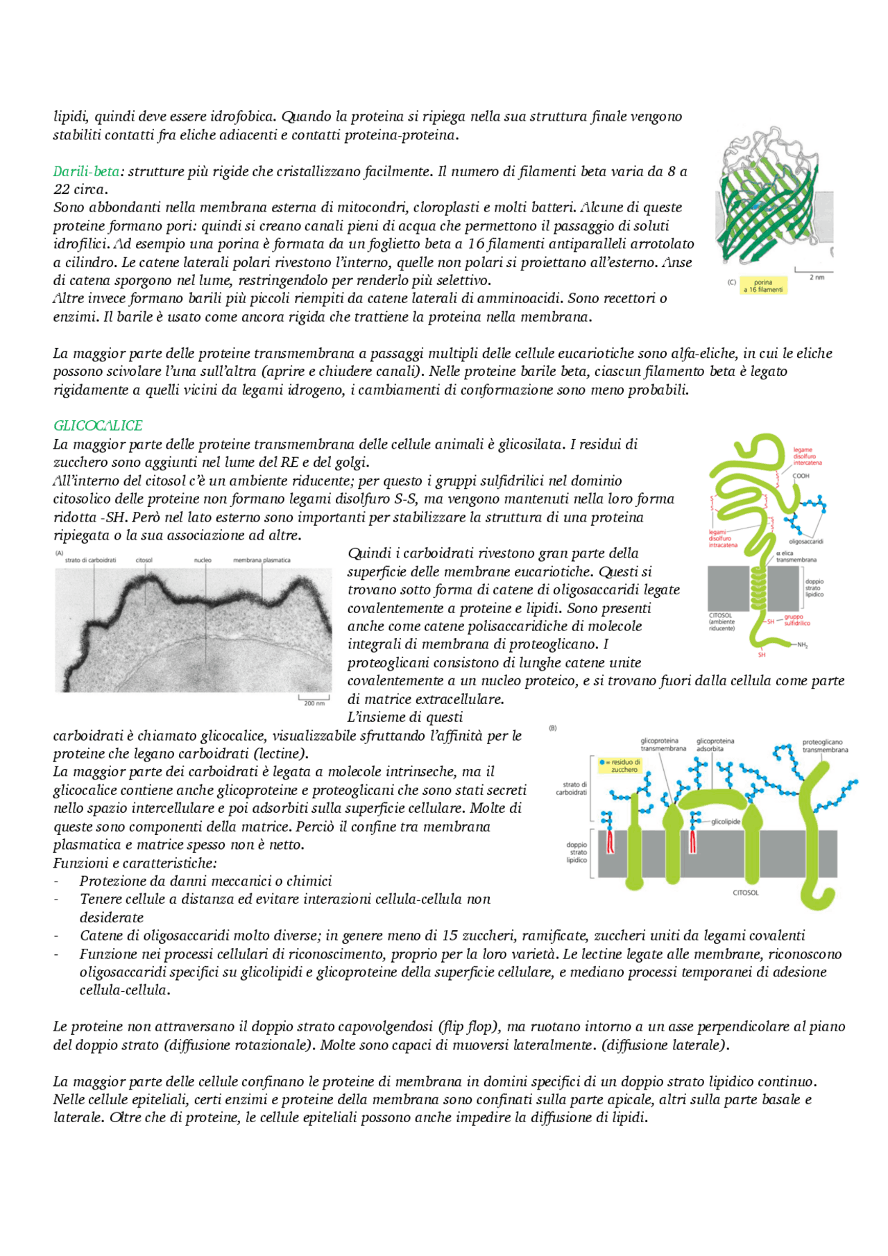 Struttura E Funzione Della Membrana Cellulare Umana Struttura E