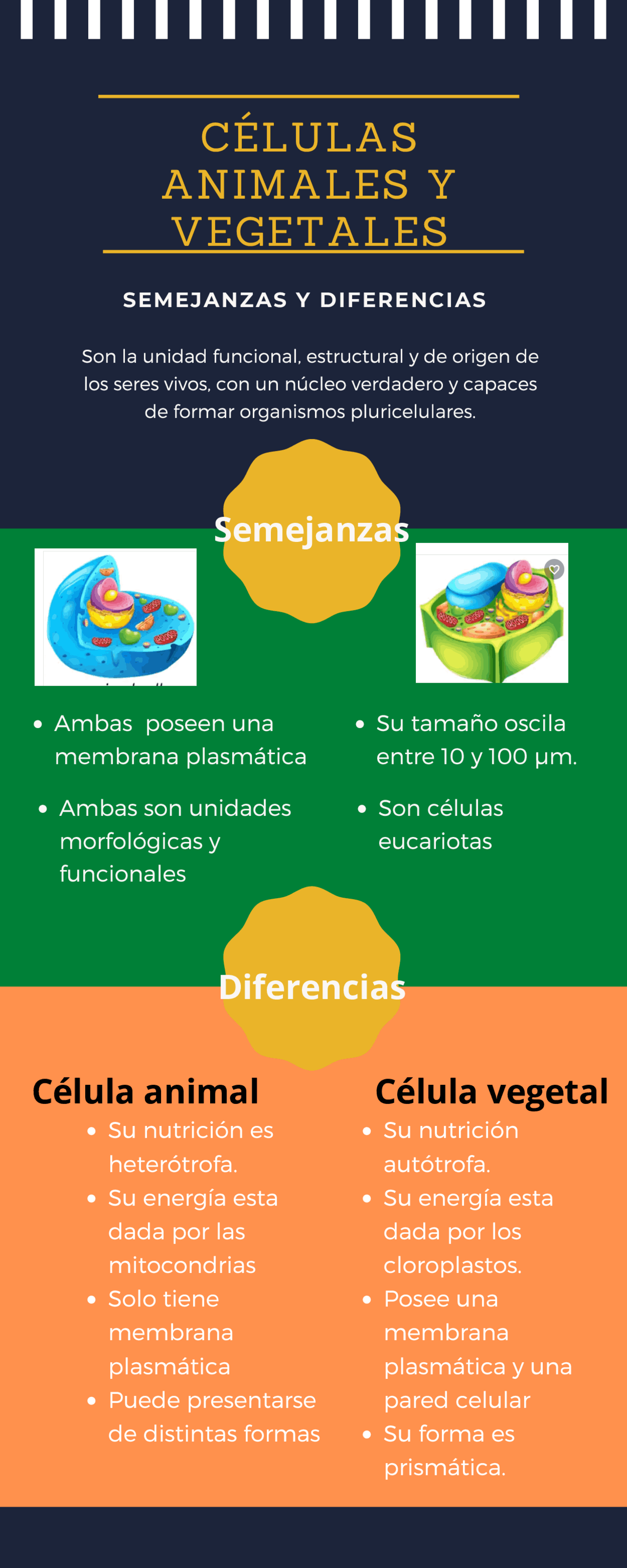 Diferencias Entre La Celula Vegetal Y La Celula Animal Compartir Celular