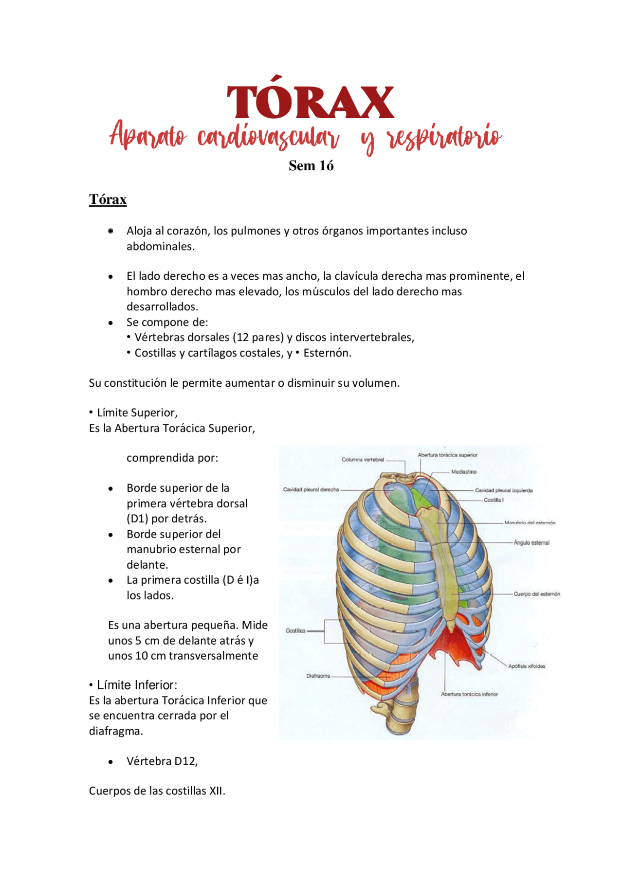 Anatomía Del Tórax Del Cuerpo Humano