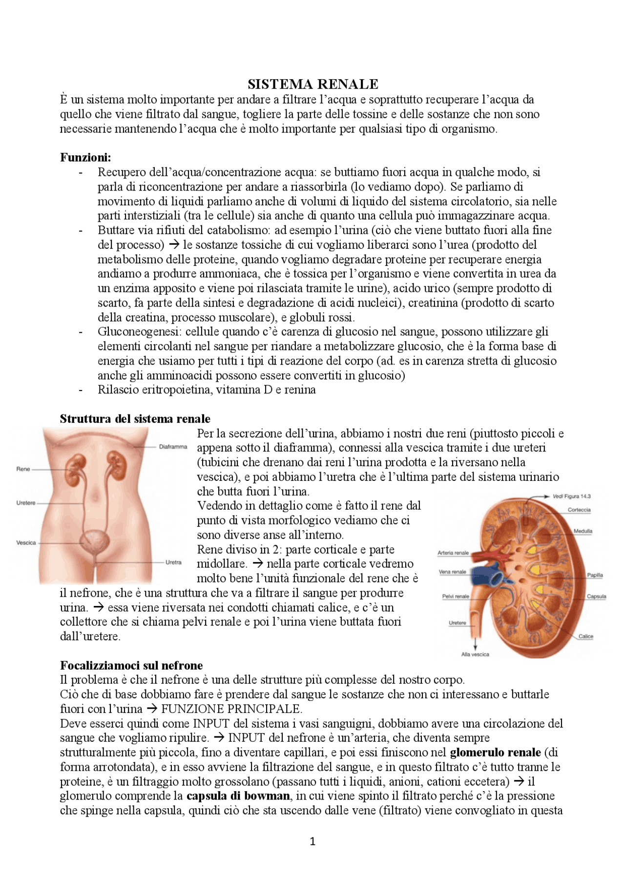 Sistema renale, fisiologia | Sbobinature di Fisiologia | Docsity