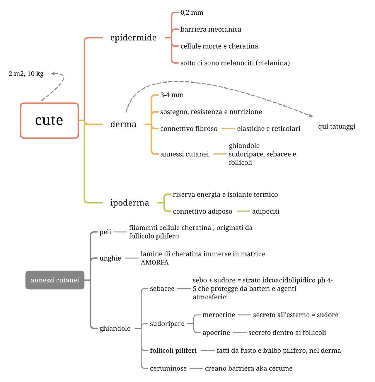 La cute - mappa concettuale anatomia | Schemi e mappe concettuali di ...