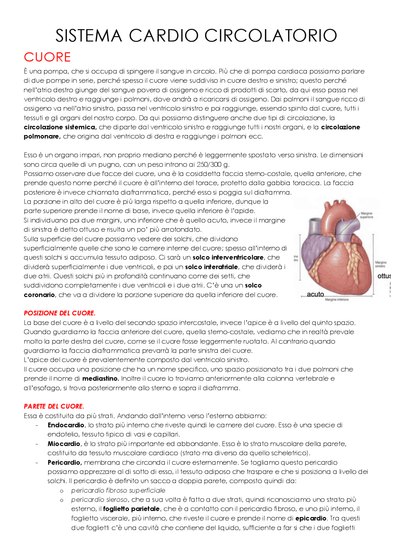 5 Sistema Cardio Circolatorio Anatomia Appunti Di Anatomia Docsity